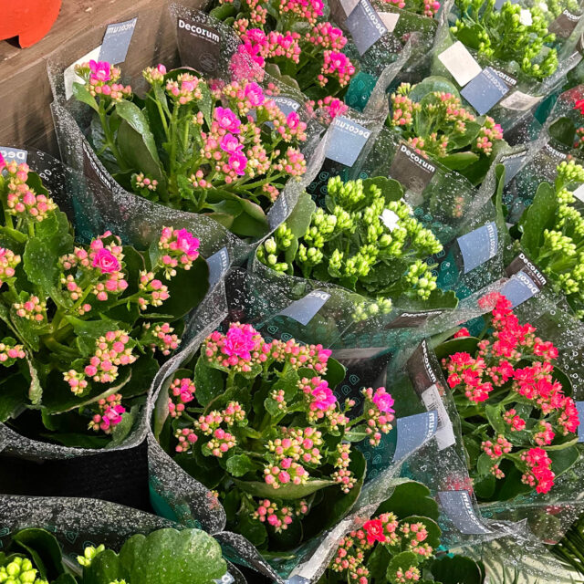 Parker's Garden Centres | Indoor Plants