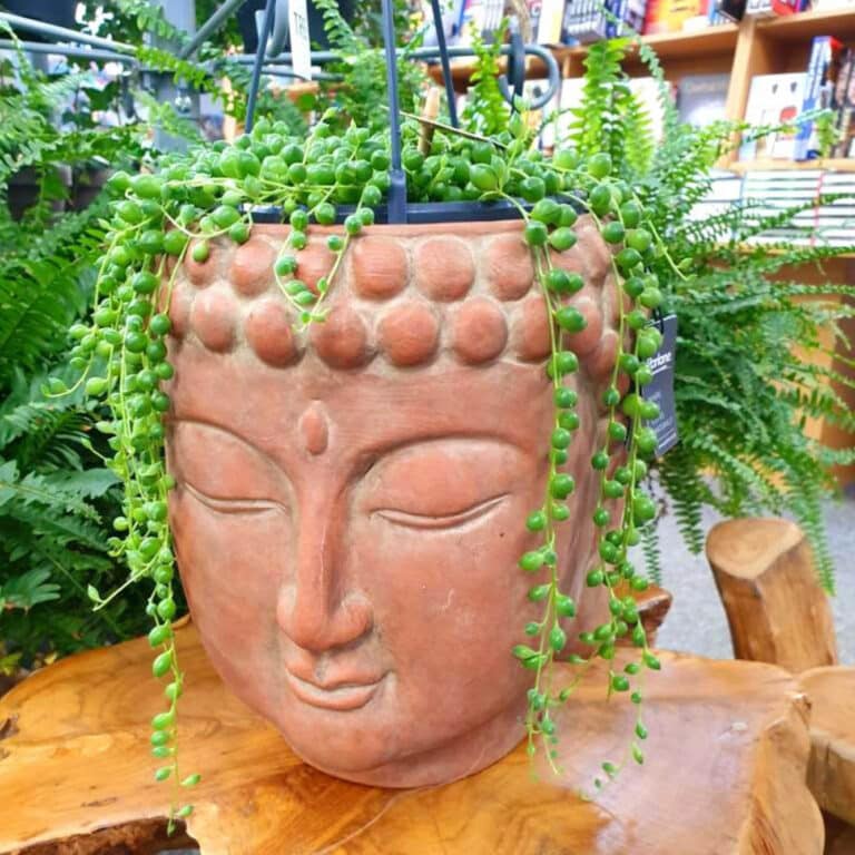 Parker's Garden Centres | Indoor Plants